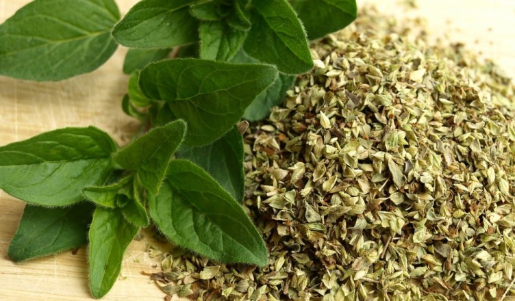 Orégãos - Terra Mater